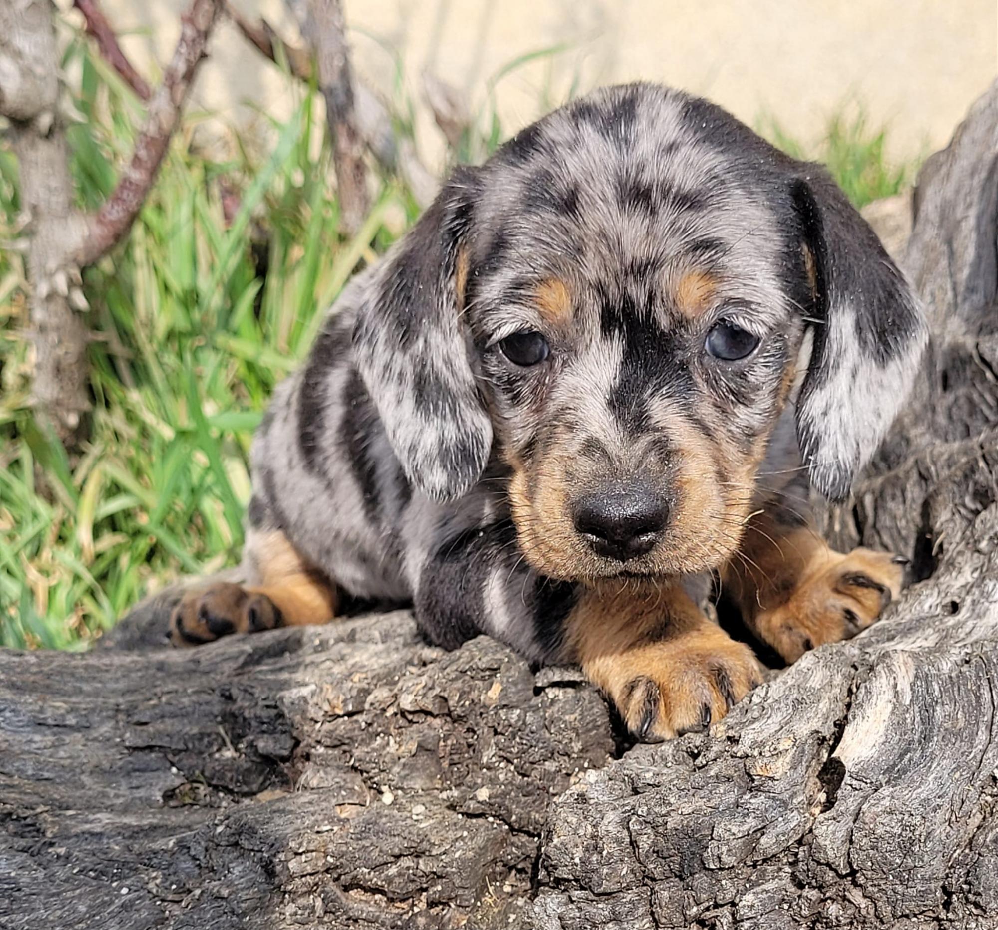 Teckel Nain Paray-le-Monial, Shih Tzu, Golden Retriever, Spitz Nain ...